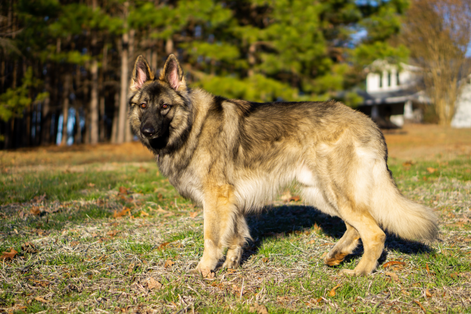 Giant German Shepherd Crash Course