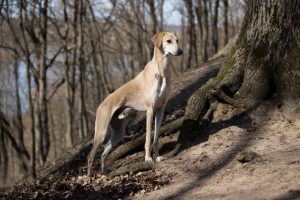 15 Best Tall Skinny Dog Breeds – Let The Runway Begin