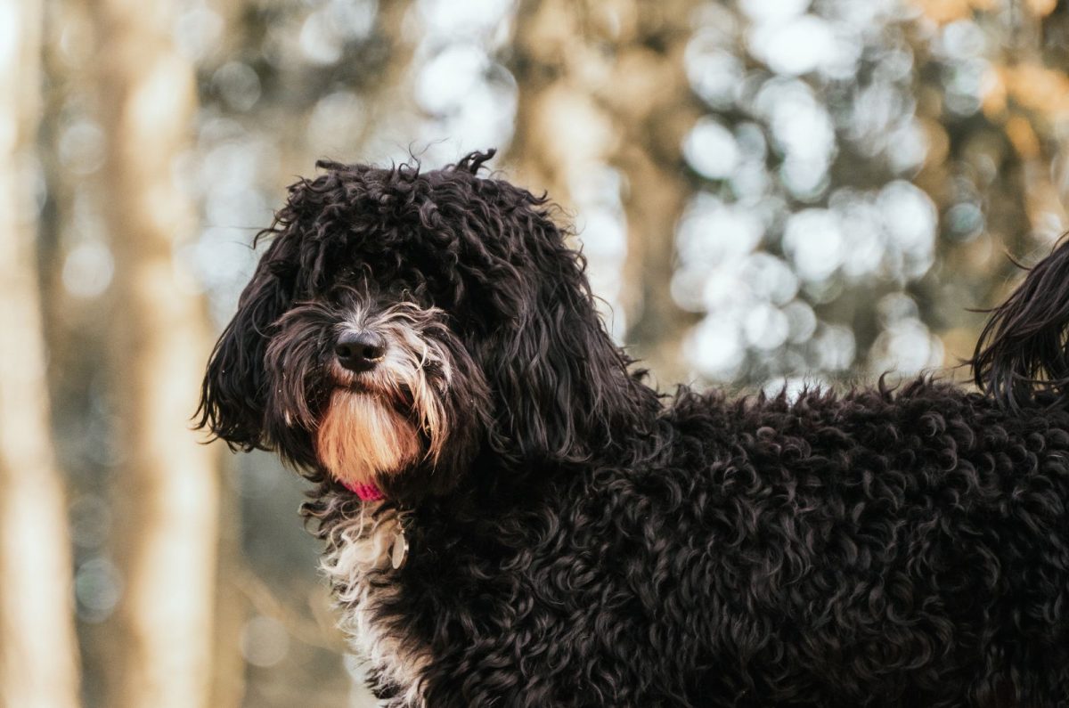 Sproodle - 13 Reasons To Get One Right Now