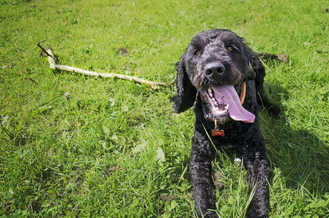 Sproodle - 13 Reasons To Get One Right Now