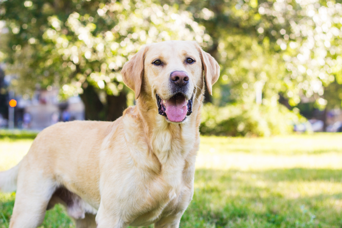 Labrador Ear Cropping Gets You Coal In Your Christmas Stocking