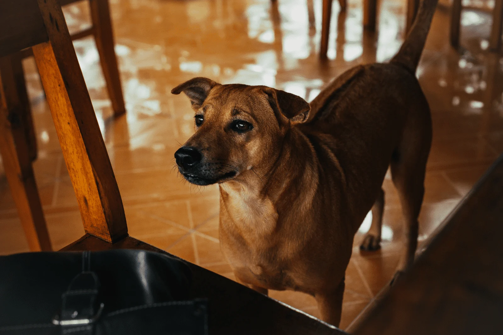 Are Phu Quoc Ridgeback The Most Intelligent Dogs