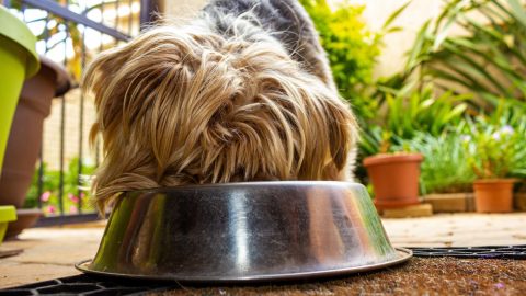 Yorkie Feeding Chart: All You Need To Know On Yorkie's Diet