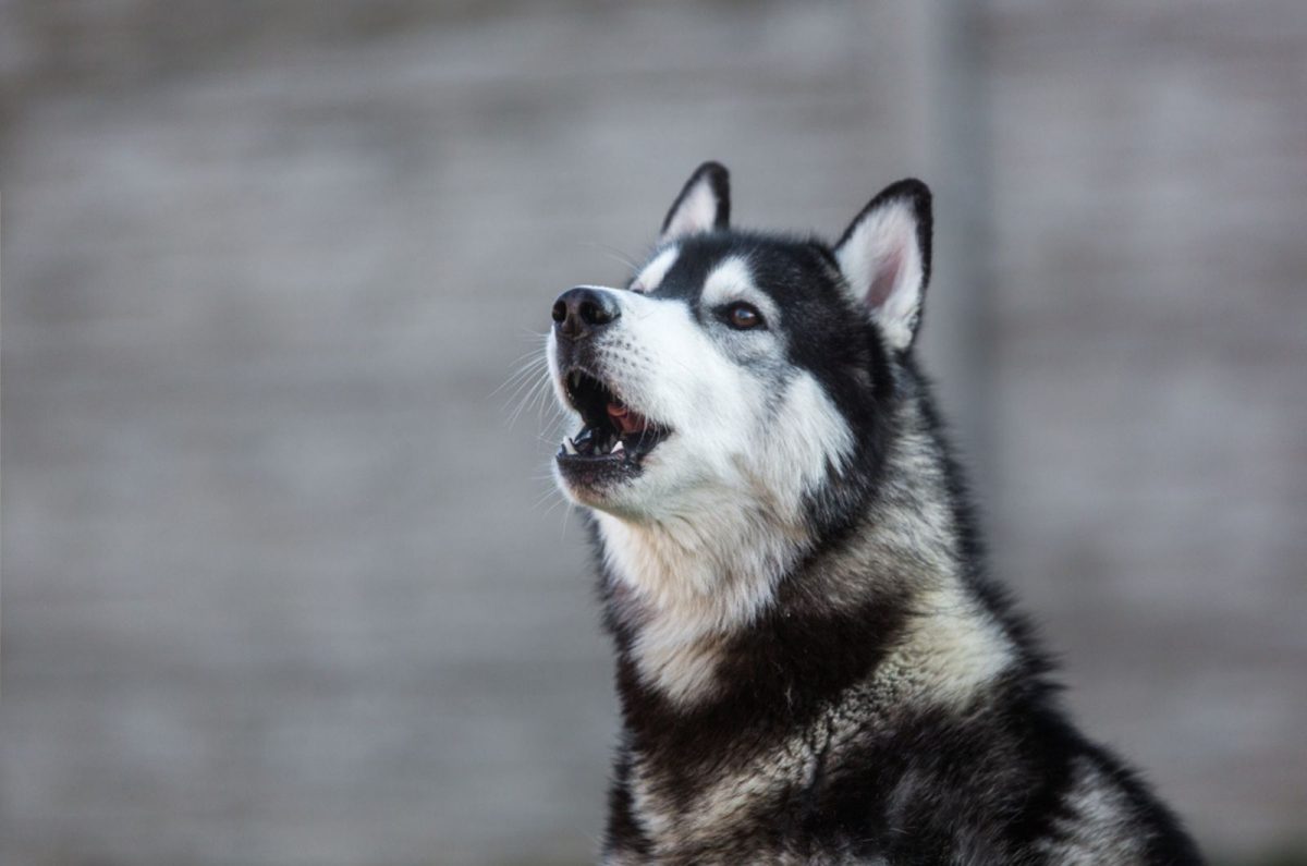 Why Are Huskies So Dramatic? 6 Reasons For Drama Behavior