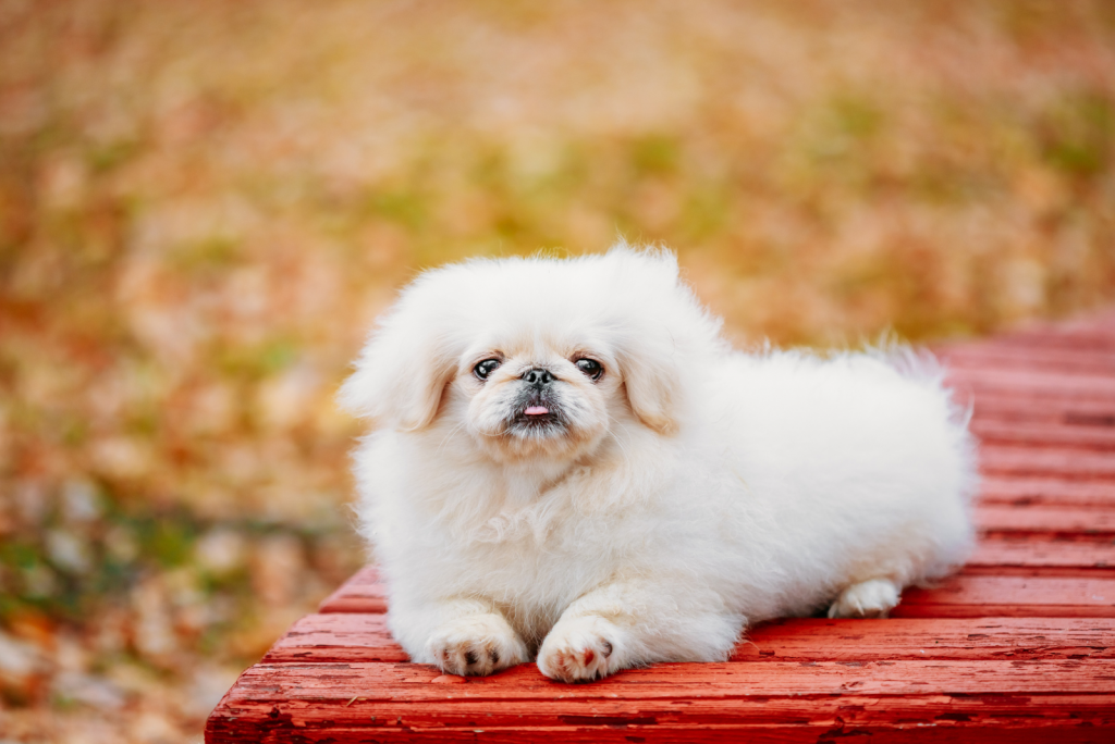 Top 11 Pekingese Breeders In The US