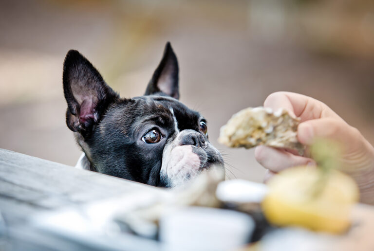 Boston Terrier Feeding Chart: The Bostie’s Diet Info