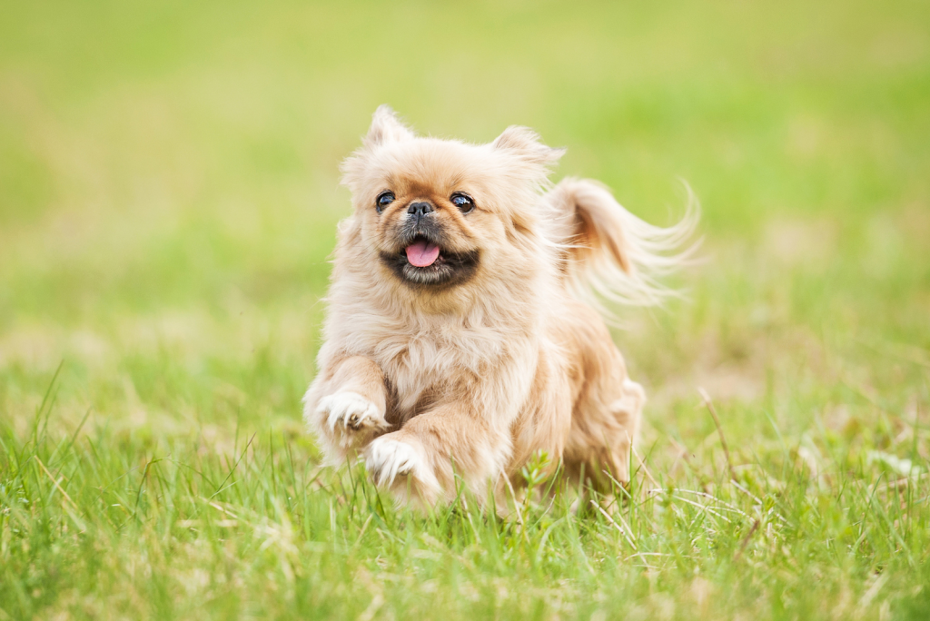 Top 11 Pekingese Breeders In The US