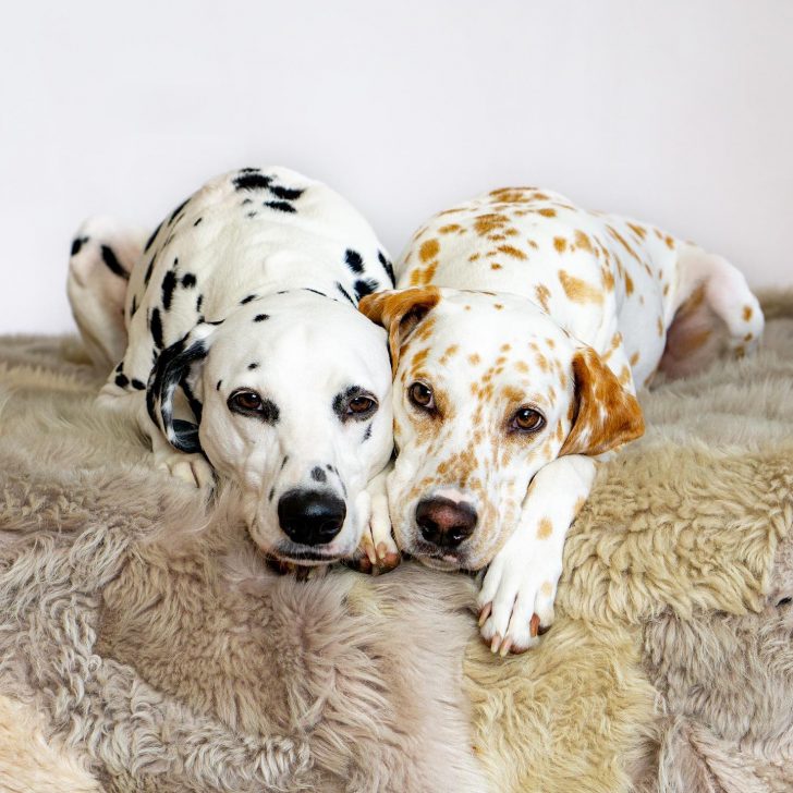 Lemon Dalmatian – A Special Breed Or A “Golden Edition”?