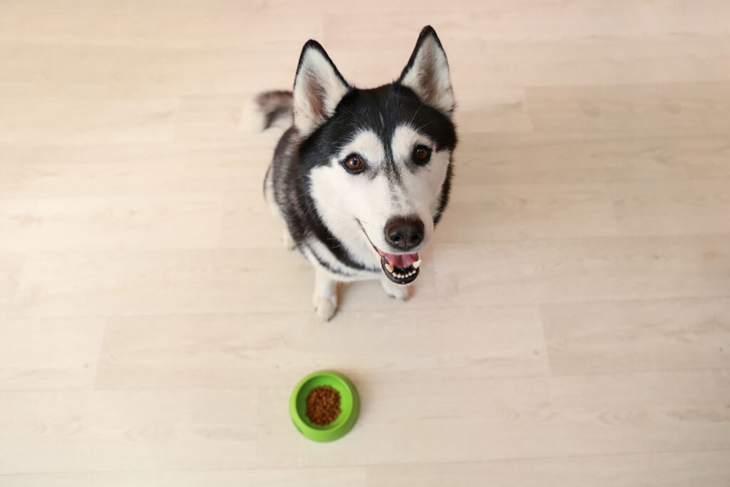 Siberian Husky Feeding Chart: How Much Food To Serve