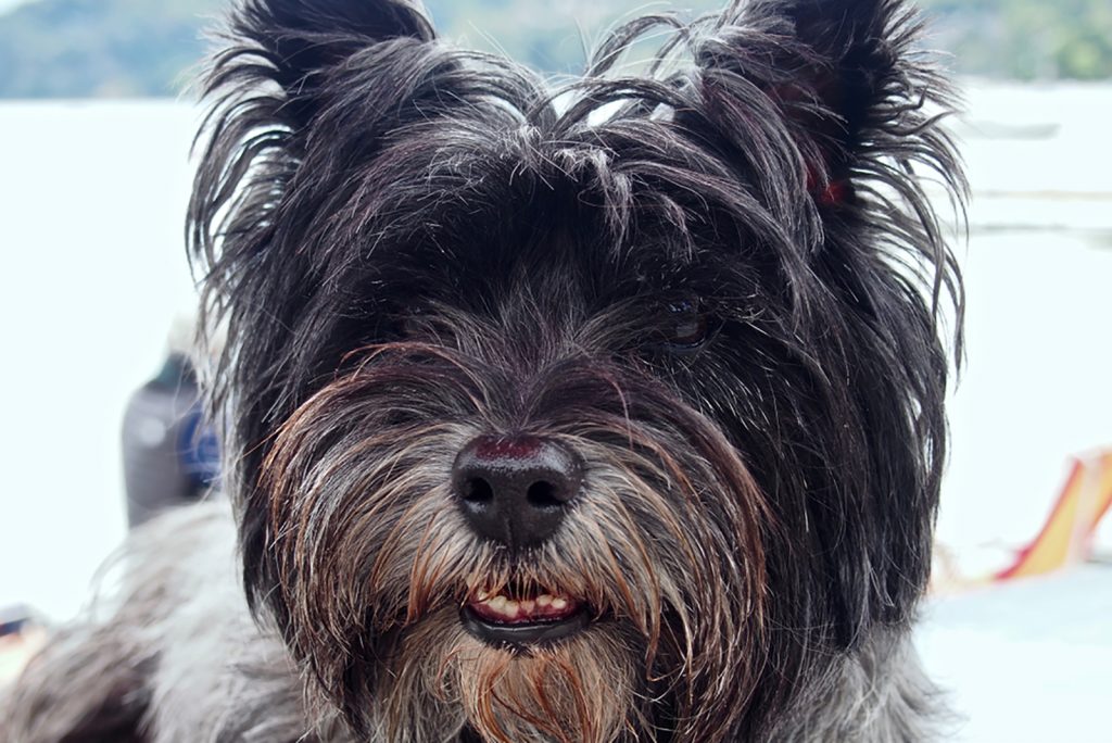 14 Dog Breeds That Look Like Ewoks, For Star Wars Fans