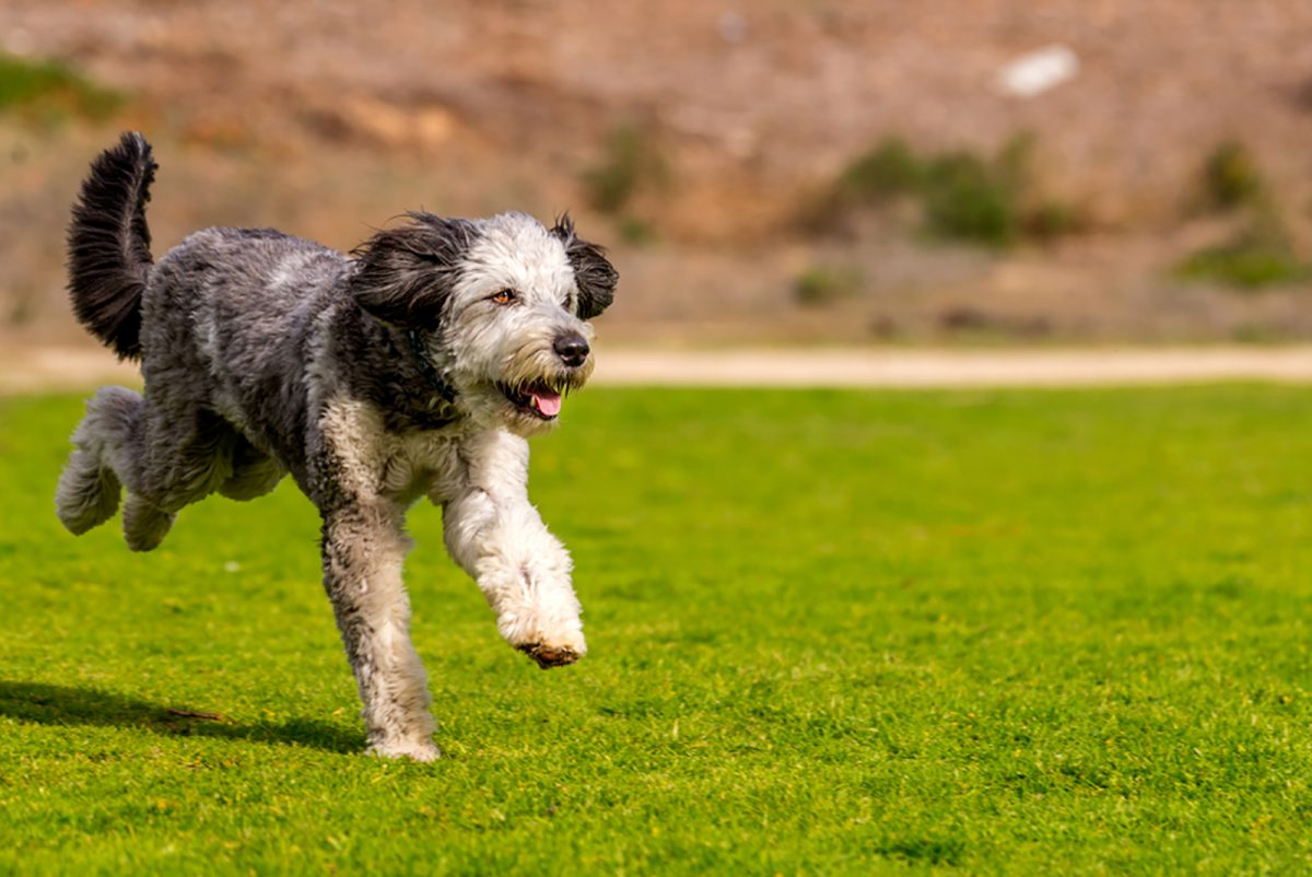 Top 8 Aussiedoodle Breeders In The U.S.