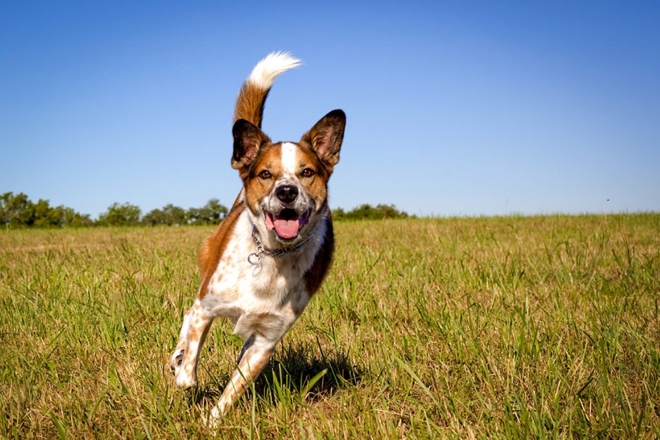 Red Heeler Vs Blue Heeler: Are They The Same Dog Breed?