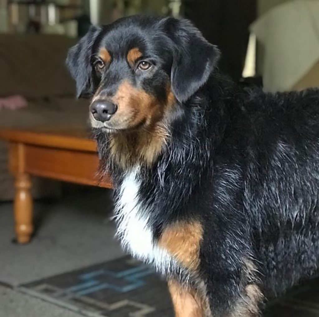 Australian Shepherd Rottweiler Mix: Beauty And Brawn