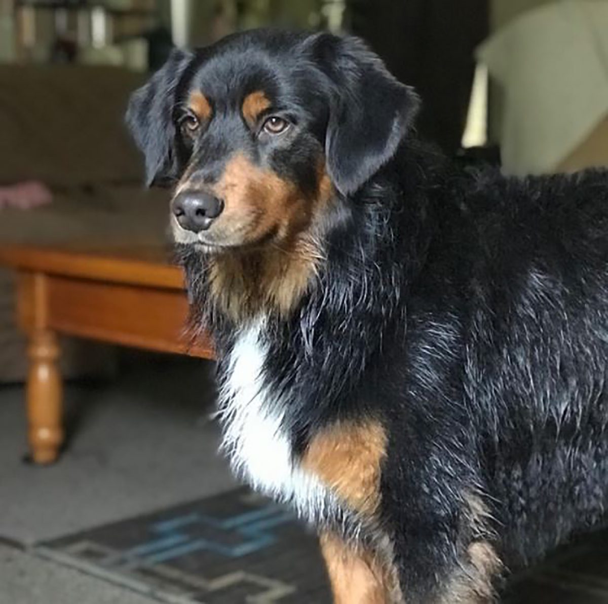 Australian Shepherd Rottweiler Mix: Beauty And Brawn