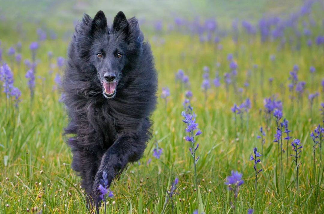 Black Samoyed: More Rare Than A Black Yeti?