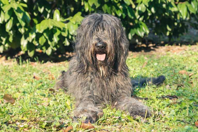 Here Are 11 Charming Dogs That Look Like A Mop