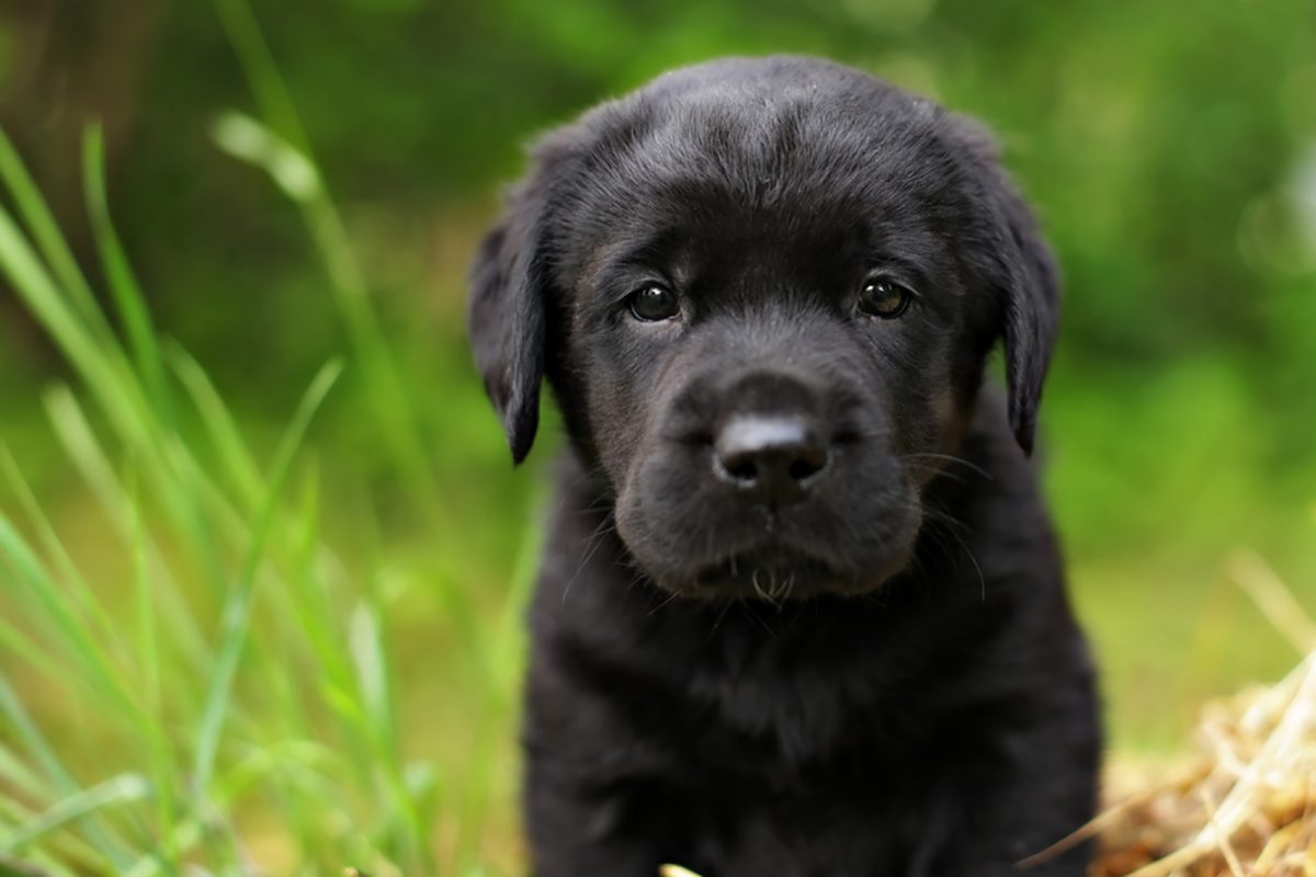 Black Lab Breeders: Top 6 Choices In The USA