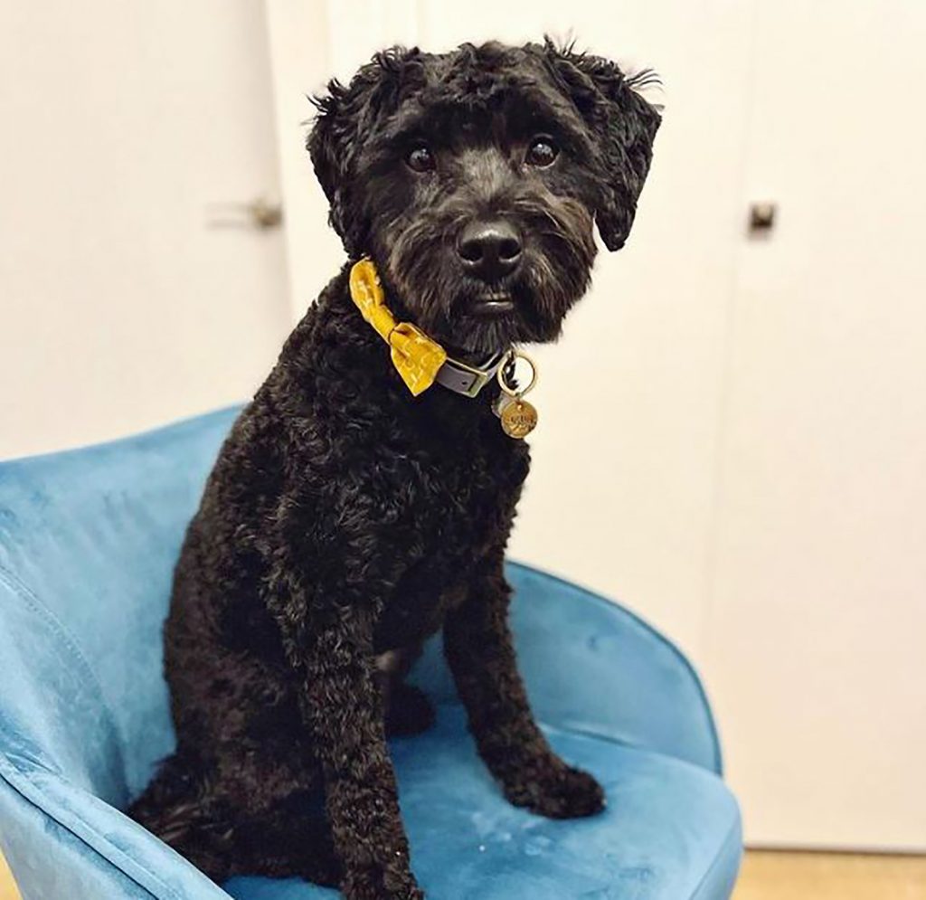 The Mini Whoodle: A Full Guide To The Cutest Designer Dog
