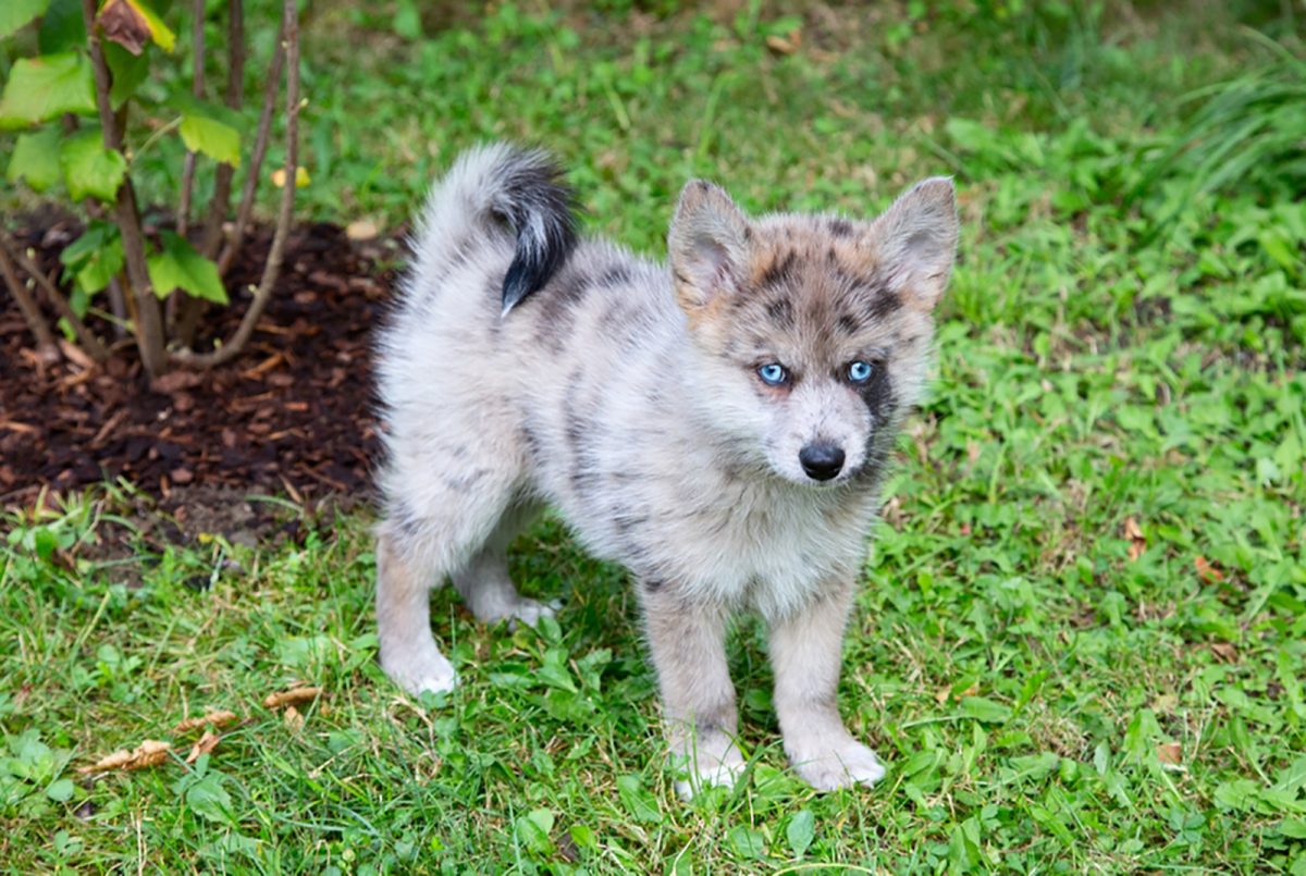 7 Reputable Pomsky Breeders In The U.S.