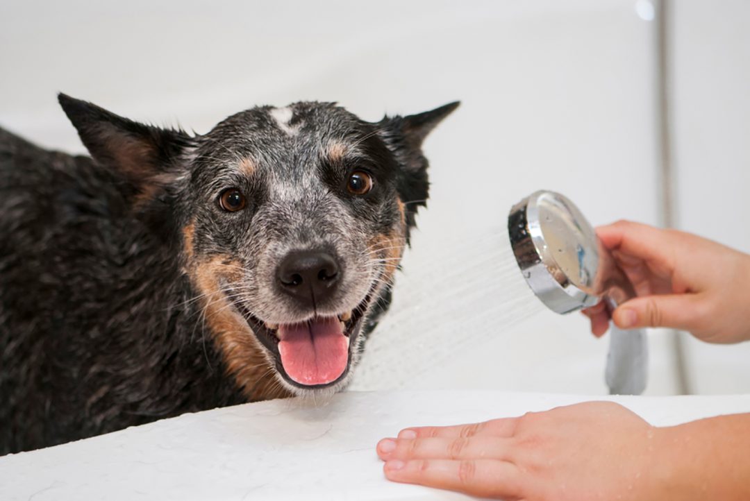 Red Heeler Vs Blue Heeler: Are They The Same Dog Breed?