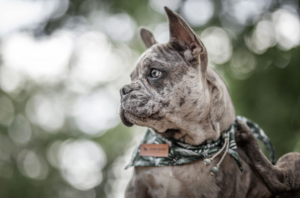 Merle French Bulldog: Facts About The Mottled Charmer