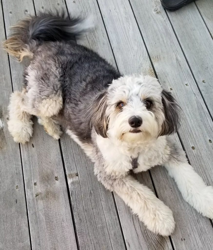 12 Best Bordoodle Breeders In The U.S.