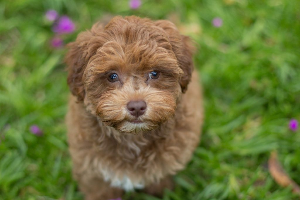 Havapoo vs Cavapoo – Cheerful Cuban or Cavalier Brit?