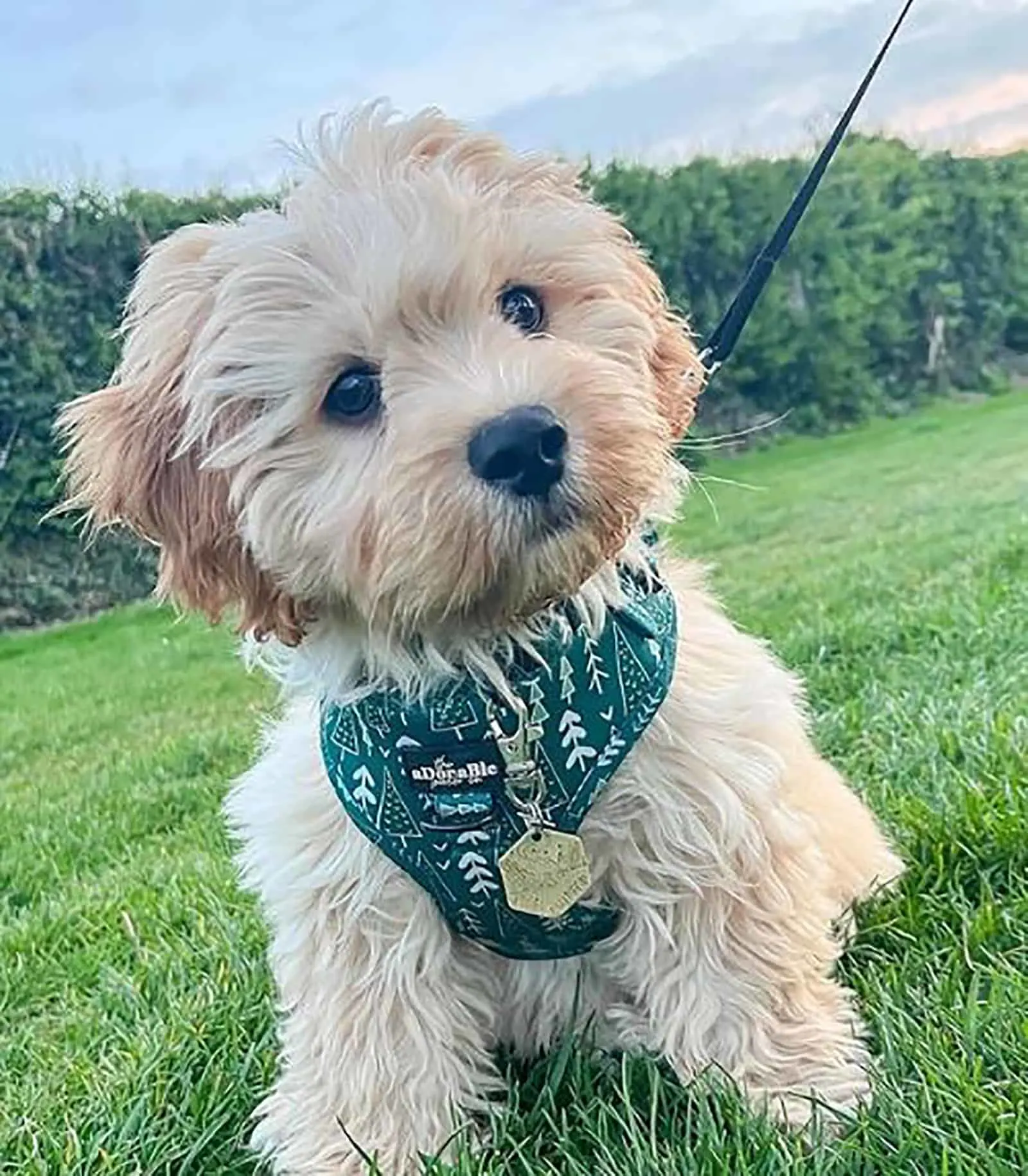Apricot Cavachon - A Must-Have In Your Family