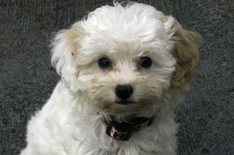 These 7 Cavachon Breeders Are The Ones You Can Trust
