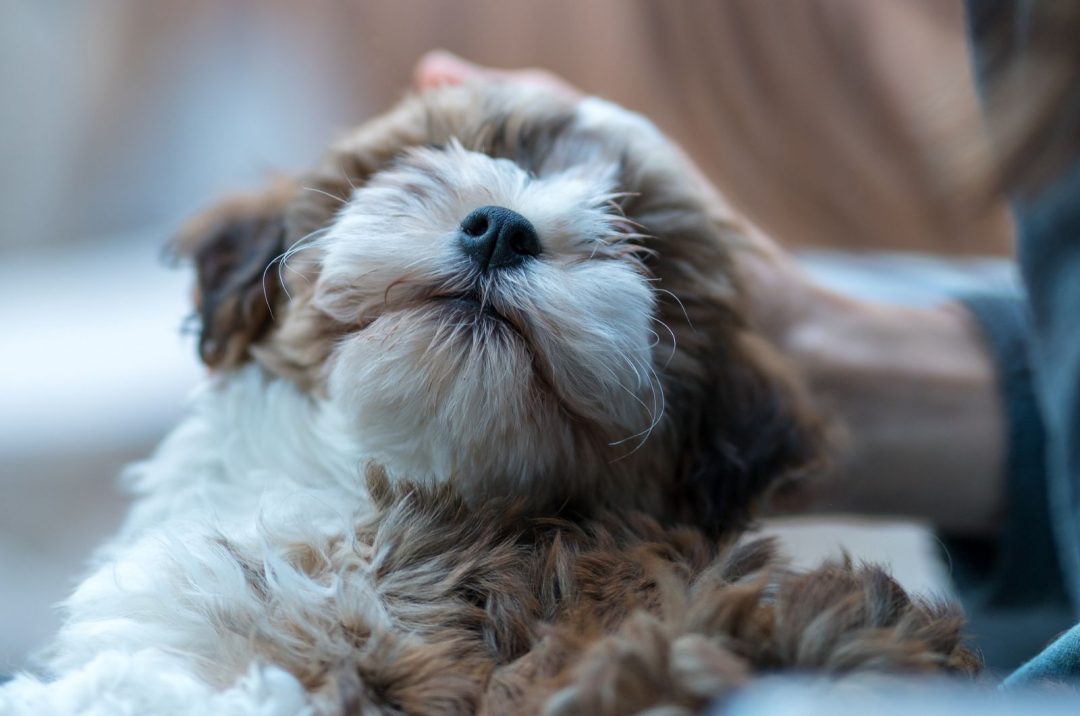 Havapoo Growth Chart: How Big Is A Full-Grown Havapoo?