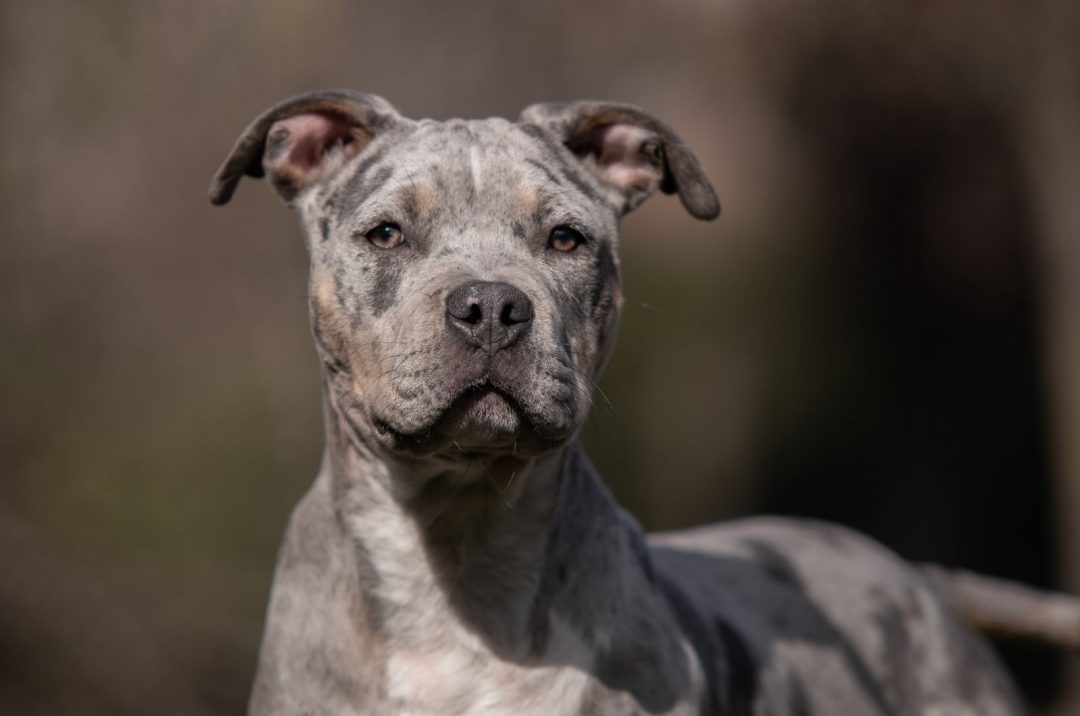 What Is A Merle XL Bully And Should You Get One?