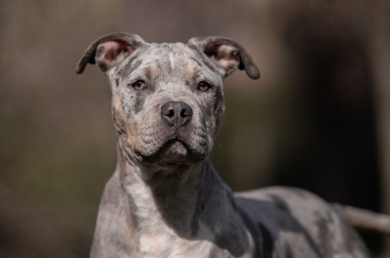What Is A Merle XL Bully And Should You Get One?
