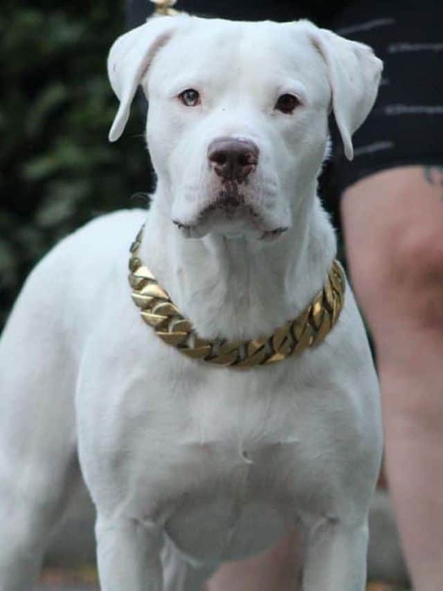 All White Rottweiler