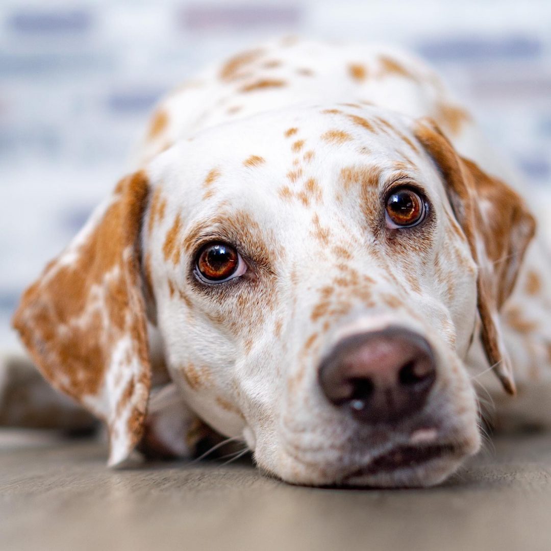 Lemon Dalmatian – A Special Breed Or A “Golden Edition”?