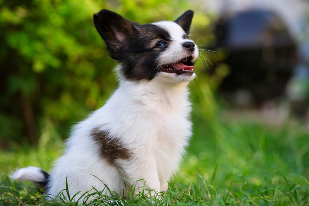 8 Best Papillon Breeders + Why To Get Them
