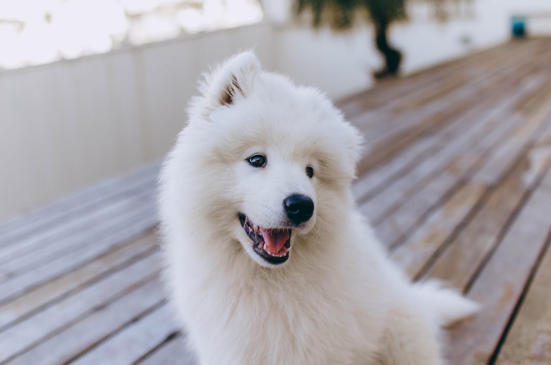 Black Samoyed: More Rare Than A Black Yeti?