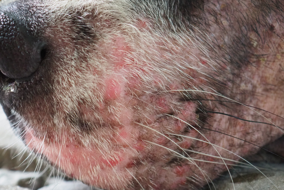 Occurrence Of Crusty Scabs Around Dog’s Mouth: 9 Explanations