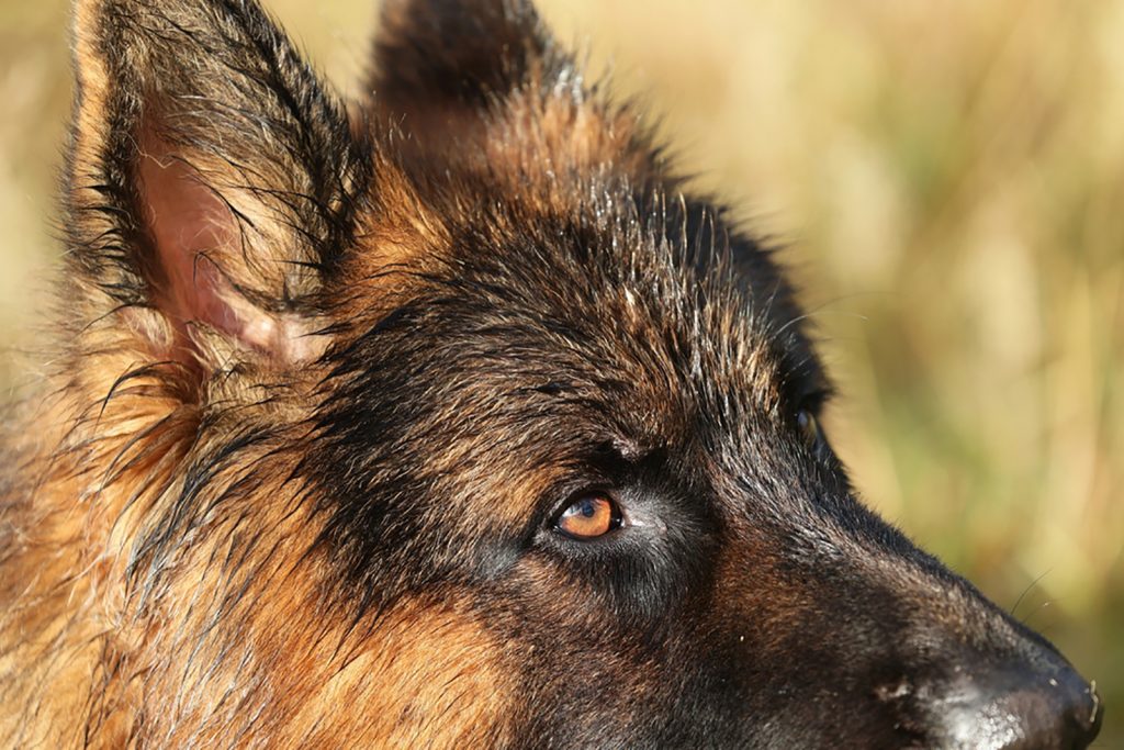 German Shepherd Eye Colors: What Are The Variations?