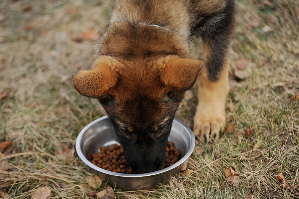 German Shepherd Feeding Chart: How To Feed A Big Dog?