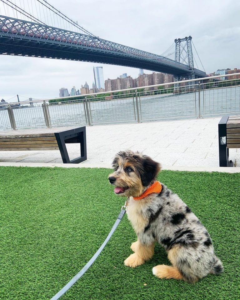 About The Golden Aussiedoodle: Everything You Wish To Know