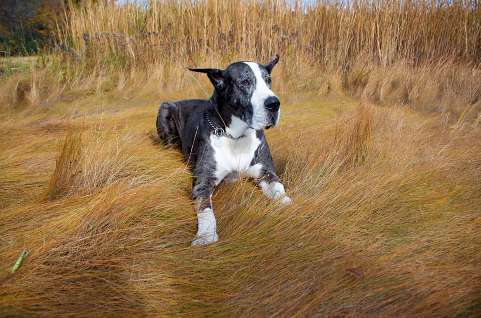 Great Dane Ear Cropping: Why (Not) Do It?