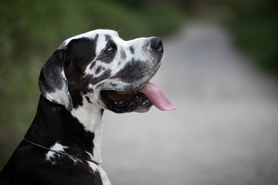 Top 6 Harlequin Great Dane Breeders That Don’t Joke