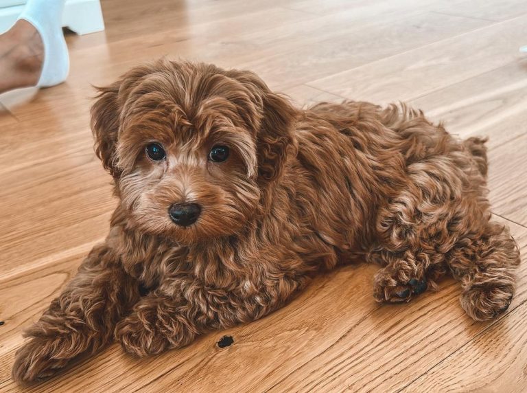 The Best Havapoo Breeders You Can Find In The USA