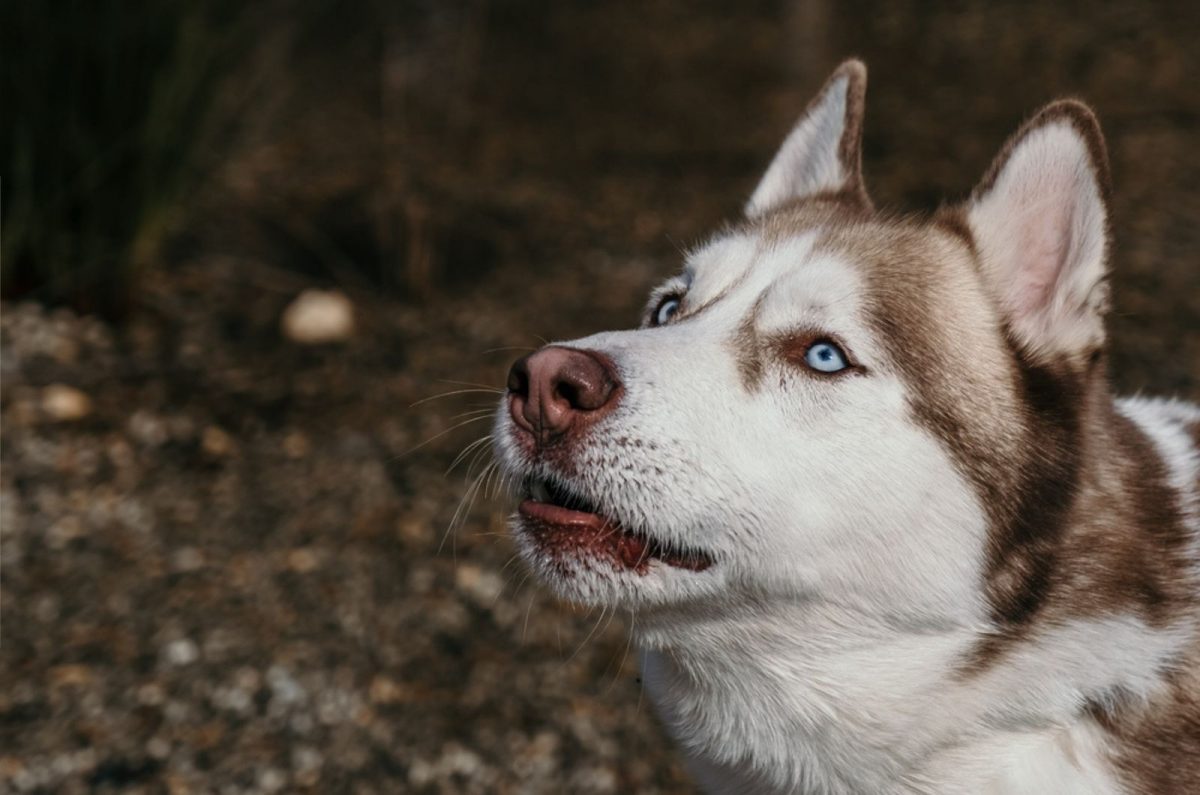 Why Are Huskies So Dramatic? 6 Reasons For Drama Behavior