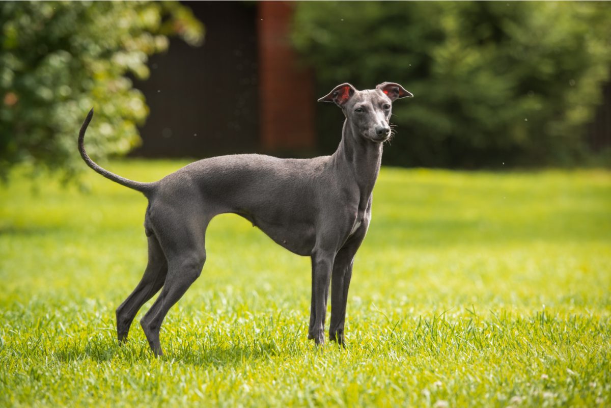 15 Best Tall Skinny Dog Breeds – Let The Runway Begin
