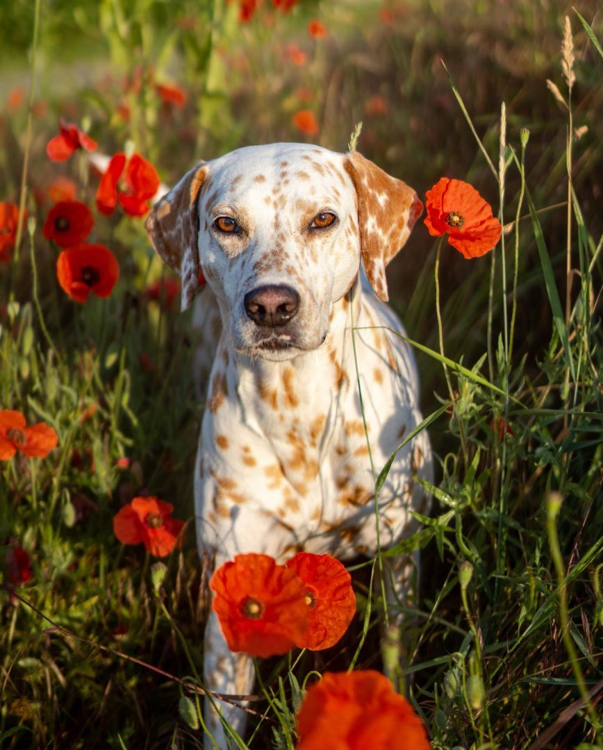 Lemon Dalmatian – A Special Breed Or A “Golden Edition”?