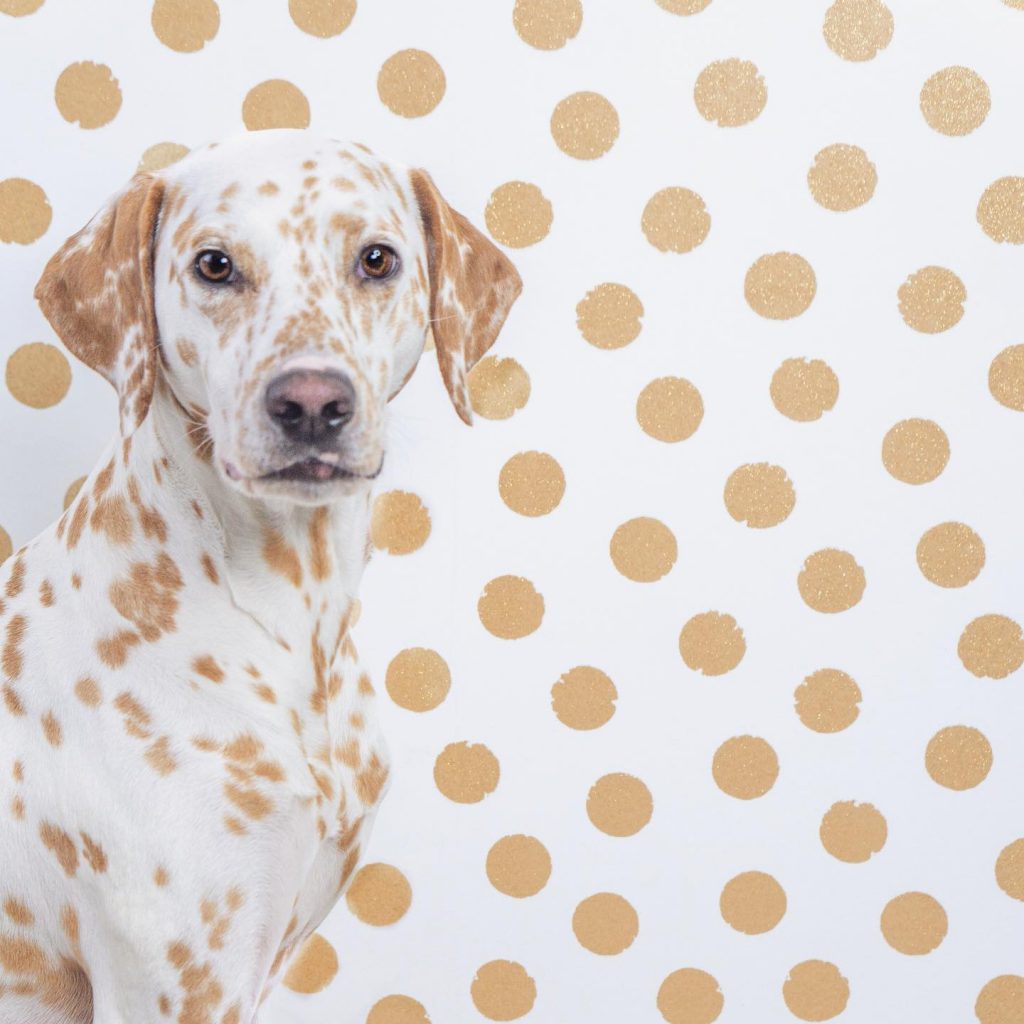 Lemon Dalmatian – A Special Breed Or A “Golden Edition”?