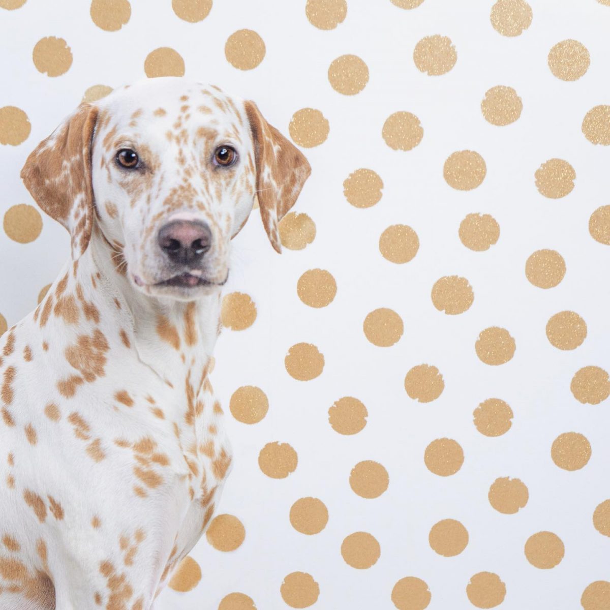 Lemon Dalmatian – A Special Breed Or A “Golden Edition”?
