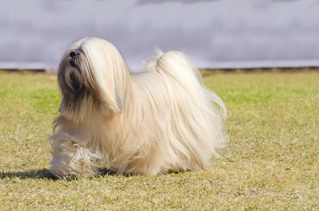 Here Are 11 Charming Dogs That Look Like A Mop