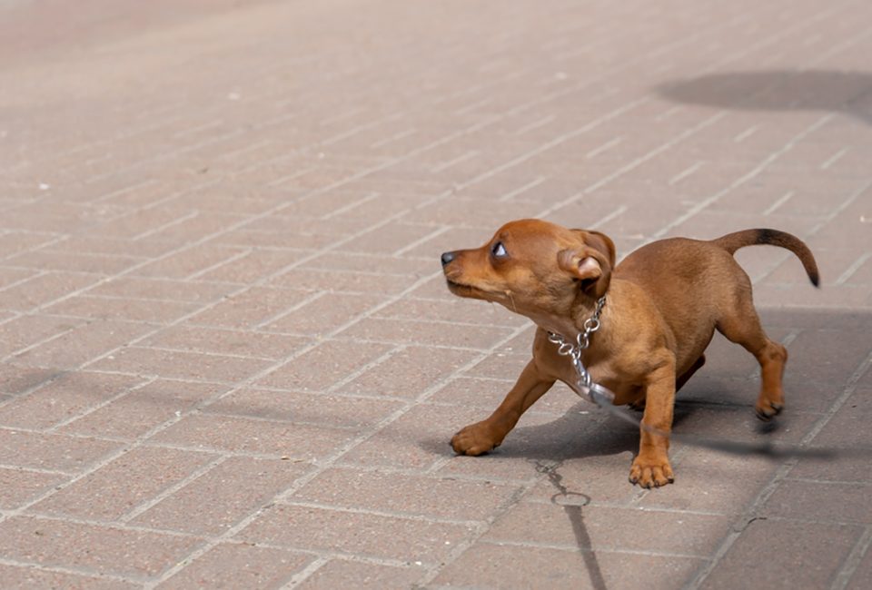 Why Is My Dog Acting Weird All Of A Sudden: 10 Causes